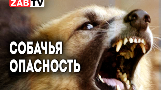 ZAB.TV | актуальное СОБАЧЬЯ ОПАСНОСТЬ 1 октября 2024 года | Дзен