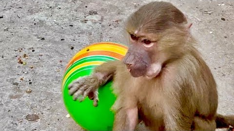 Мы приехали с доктором Василием к Люсе и Степе,но Люська кинулась ...