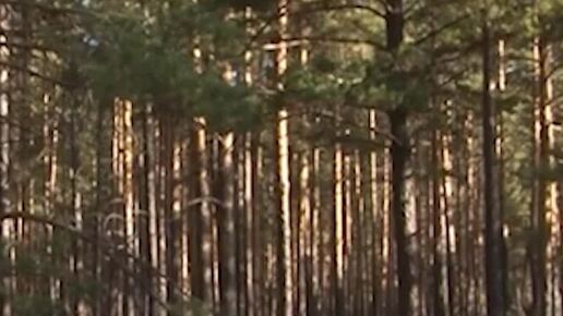 ZAB.TV | актуальное МОЖНО В ЛЕС 2 ноября 2024 | Дзен