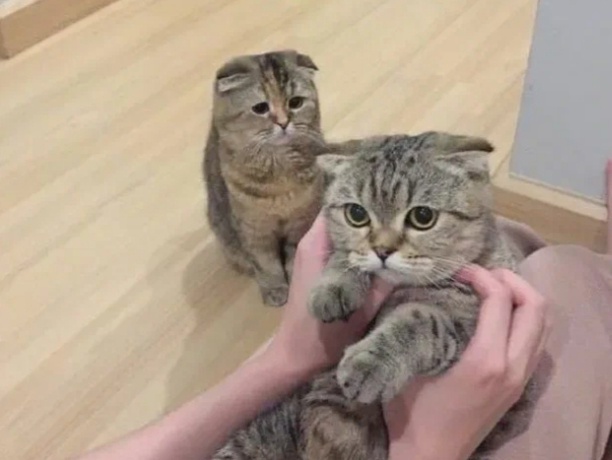 Котики дня: eho_2013 — LiveJournal