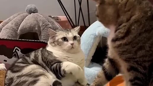 videohaha | The Cat's Unpredictable Day | Дзен