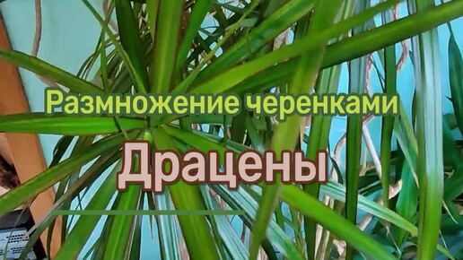 ДОМ. САД. ОГОРОД | Размножение драцены черенками. Черенкование драцены ...