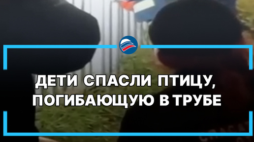 RuNews24.ru | Дети спасли птицу, погибающую в трубе | Дзен
