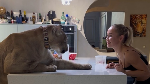 London-big-cat | проверяем реакцию у пумы #забавныеживотные #кошки # ...