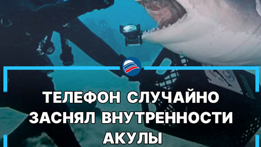 RuNews24.ru | Телефон случайно заснял внутренности акулы | Дзен