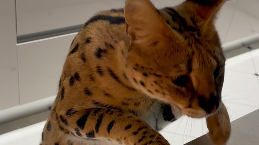 London-big-cat | Вегас себе не изменяет! тихо стырил и ушел, называется ...
