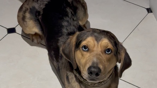 London-big-cat | музыкальные собаки #забавныеживотные #домашниепитомцы ...