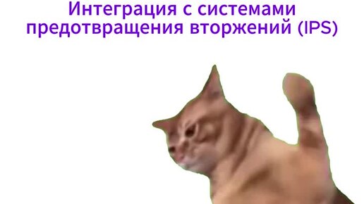 TS Solution | Объясняем функции NGFW на....котиках | Дзен