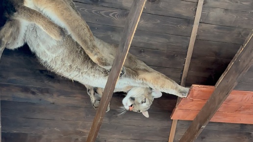 London-big-cat | пума Лондон занялся воздушной акробатикой 🤣 # ...