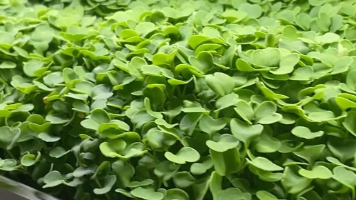 Владимир Свичеревский. Ситифермер | утренний дзен | Дзен