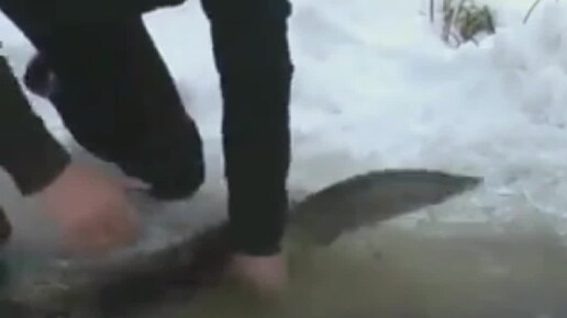 RYBALKA RU | Щука попалась, а Леша не растерялся успел рукой схватить #рыбалкаруками #щука # ...