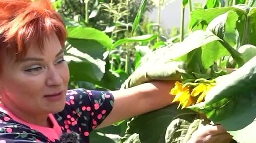 Strogoorganic онлайн-школа садоводов / Строгоорганик | Идеальная почва для подсолнухов / Ученицы ...