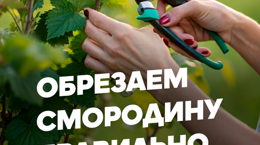 Strogoorganic онлайн-школа садоводов / Строгоорганик | Как избежать ошибок при обрезке смородины ...