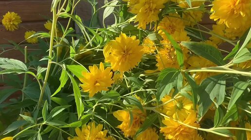 Золотые шары - цветы нашего детства! | "Ваши 6 соток" с Андреем ...