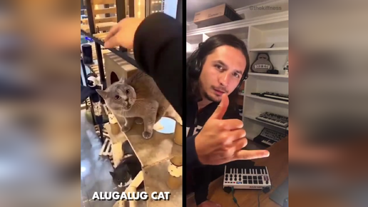 The Kiffness - Alugalug Cat Заводная песня | МимоТопа | Дзен