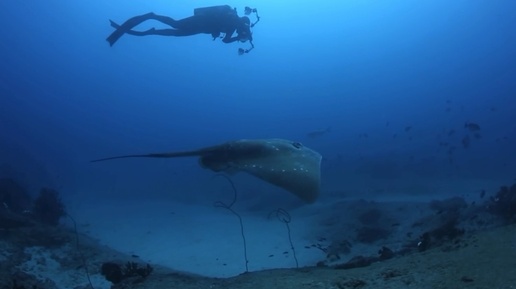 Самый крупный в мире скат, и самая большая акула | 51 Меридиан | Дзен