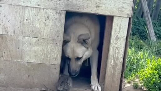 smart_cats_tv | Дружба котёнка Чепусика и пса Бакса 😽 ️🐶 | Дзен