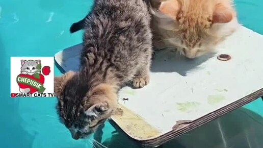 smart_cats_tv | dooset daram 🌞🌈💓🌊🐬🐬🏝 | Дзен