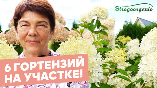 Такие гортензии захочет каждый садовод / Ученицы Strogoorganic | Strogoorganic онлайн-школа ...
