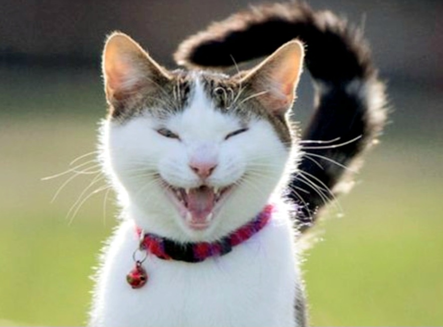 Котики дня: eho_2013 — LiveJournal