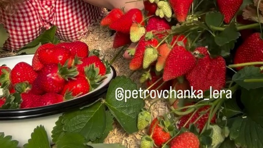 Petrovchanka_lera. Огород, сад, рецепты | Обзор клубники ДЖУСИ 🍓🍓🍓 Только начинаем её собирать 🤗 ...
