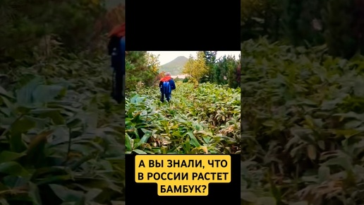 Иван Комков - Путешествия по России | Бамбук в России на Курильских островах https://dzen.ru ...