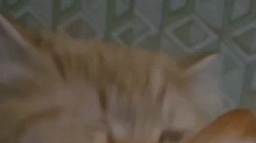 smart_cats_tv | Mur ️Mur | Дзен