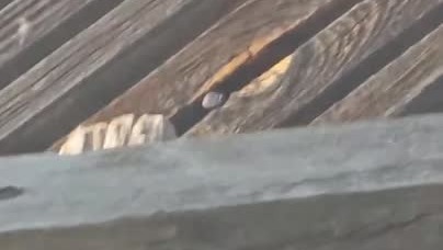 smart_cats_tv | К Баксику опять прилетал разговорчивый Гость и о чём то очень долго рассказывал ...