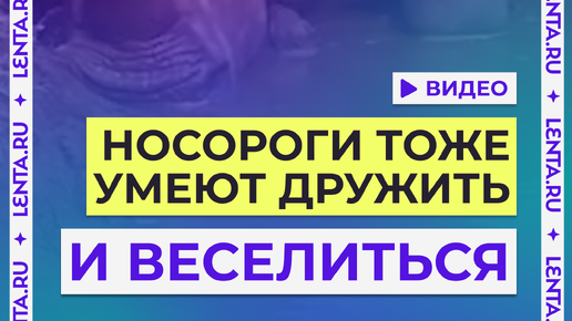 Lenta.ru | Носорожка и человек прекрасно проводят время | Дзен