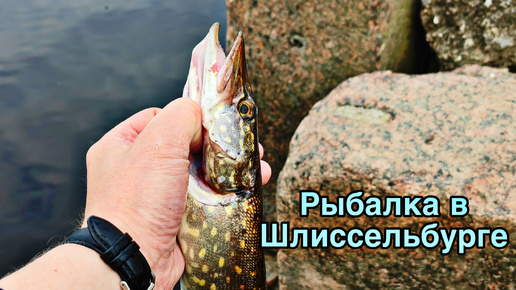 КРАТКИЙ ОТЧЕТ О РЫБАЛКЕ В ШЛИССЕЛЬБУРГЕ | Kozar | Дзен