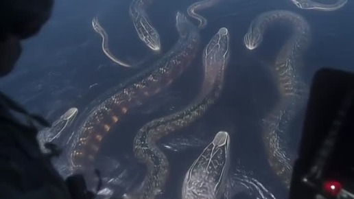 Alex Taurus / Нейросети для всех | Где-то в Амазонке. Искупались бы тут ...