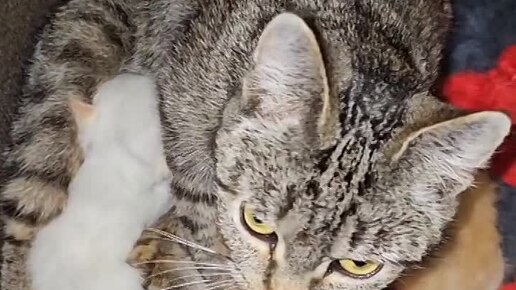 smart_cats_tv | Доброе утро 🌞😻😻 ️🍼🐈🐈🐈🐈🐈🐈 | Дзен