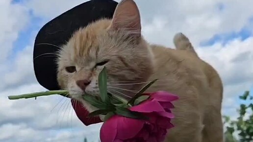 smart_cats_tv | Oh la la amour 🌞😻💓😽🌺🌺🌺 | Дзен