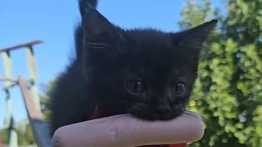 smart_cats_tv | Пискунчик поблагодарил Друзей за подарки 🎁🙏 ️ и поделился с Баксиком вкусненьким ...