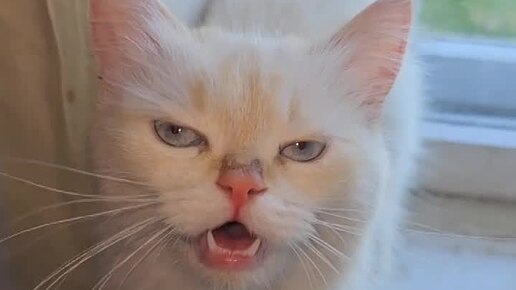 smart_cats_tv | Настюня напросилась на шабашку чтобы подарить Всем своим Самым Любимым Зрителям ...