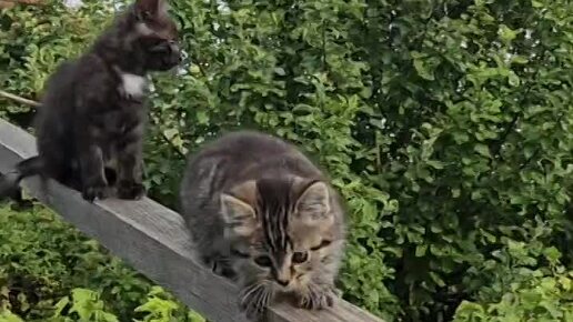 smart_cats_tv | За прогулкой малышей наблюдают со всех сторон🌞 ️🐶😻🐈🐈🐈🐈🐈🐈🐈‍⬛🏡🦅🐦‍⬛🐦‍⬛ | Дзен