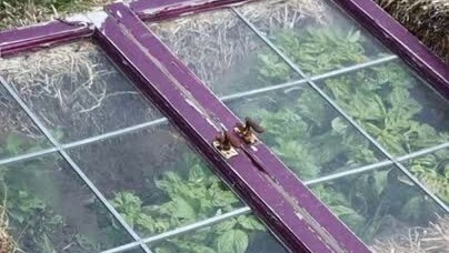 УМНЫЙ МАСТЕР | Парник из сена (соломы) своими руками Смотрите полное видео https://dzen.ru/video ...