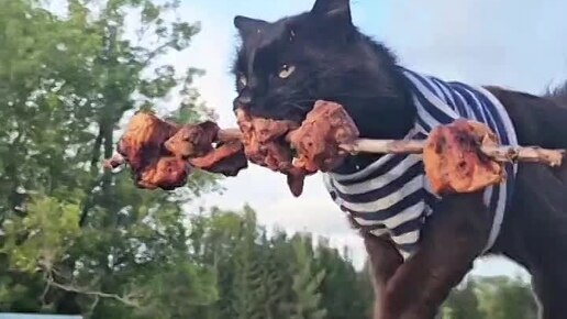 smart_cats_tv | С Днём ВДВ 🌞🛩🪂💪😻 ️🌎 | Дзен