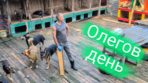 Олегов день | Приют Ковчег | Дзен