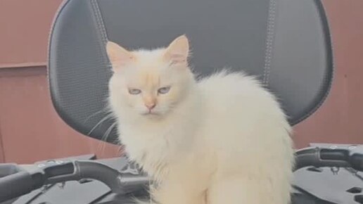 smart_cats_tv | Пискунчик с супергонщицей Катей рванул на край света 🌞🌊 ️🏍🐈‍⬛👱‍♀️🌏 | Дзен