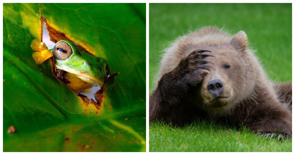 20 забавных кадров из мира дикой природы | Fishki.Net | Дзен