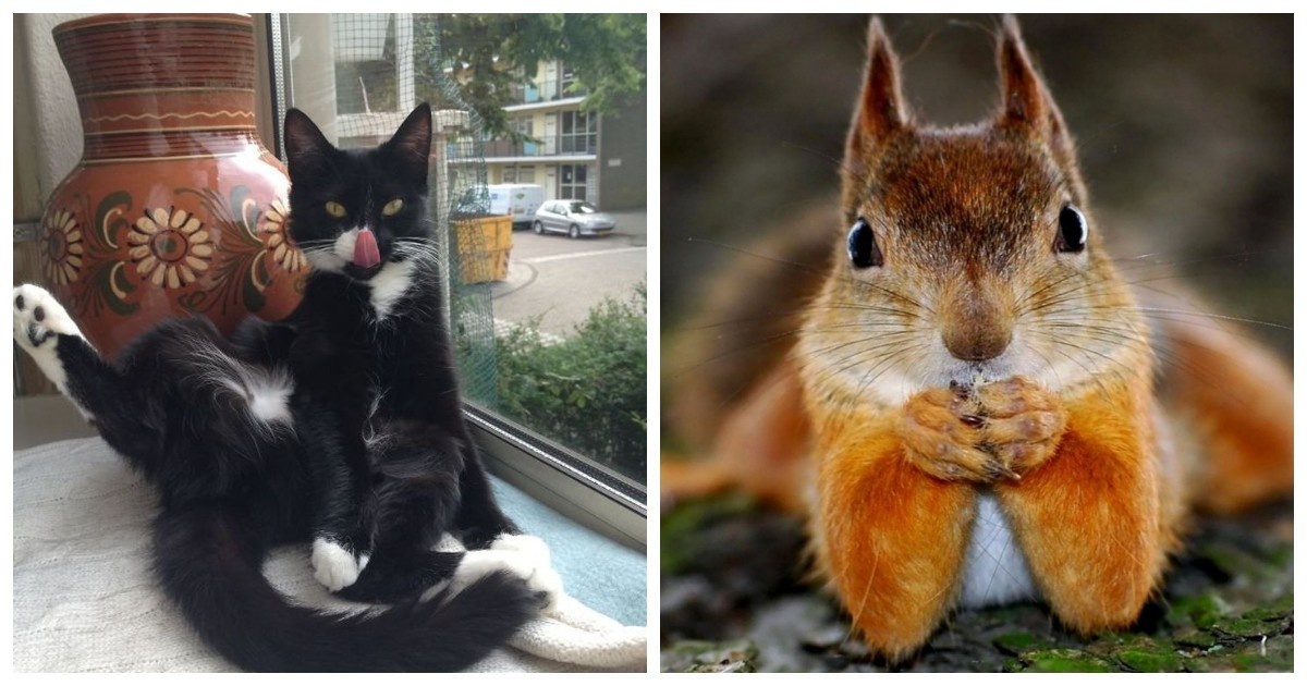 20 животных, изяществу и грации которых позавидует любая модель | Fishki.Net | Дзен