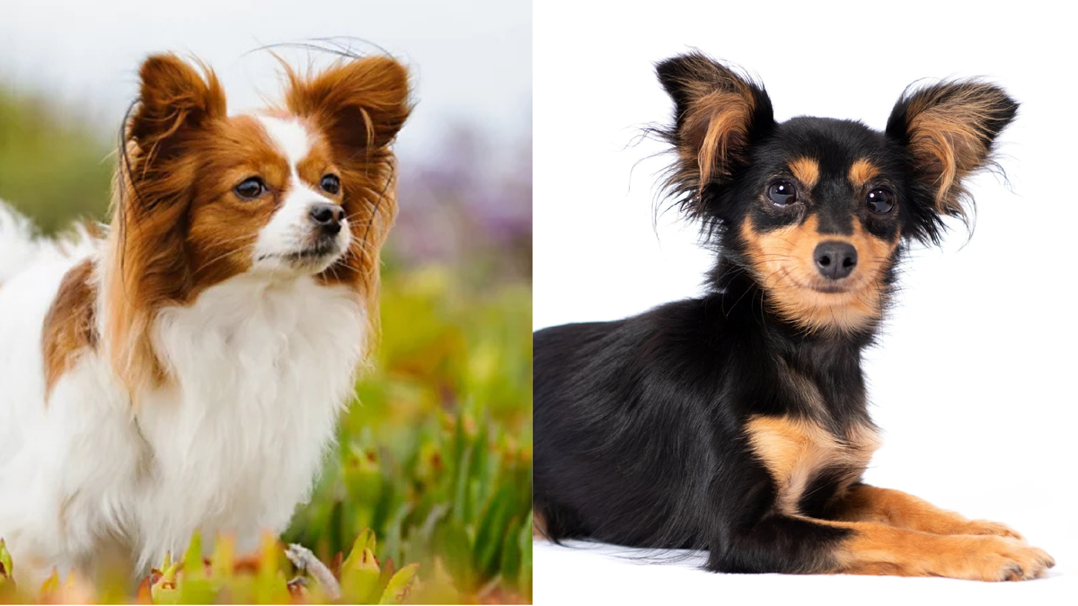 10 «КАРМАННЫХ» СОБАК: миниатюрные породы для тех, кто любит брать ...