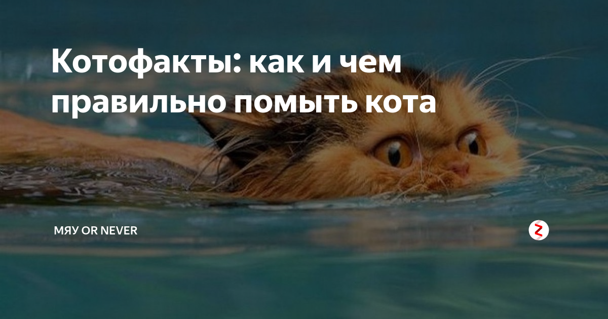 Котофакты: как и чем правильно помыть кота | Мяу or never | Дзен