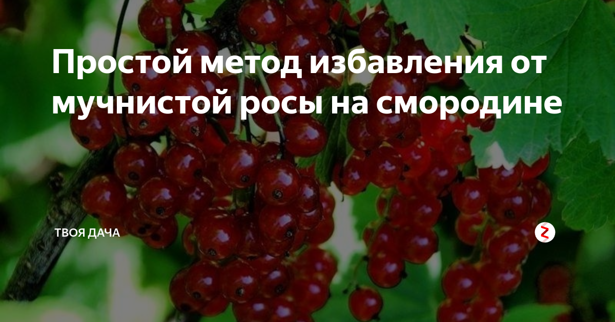 Простой метод избавления от мучнистой росы на смородине | Твоя Дача | Дзен