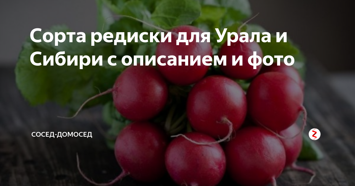 Сорта редиски для Урала и Сибири с описанием и фото | Сосед-Домосед | Дзен