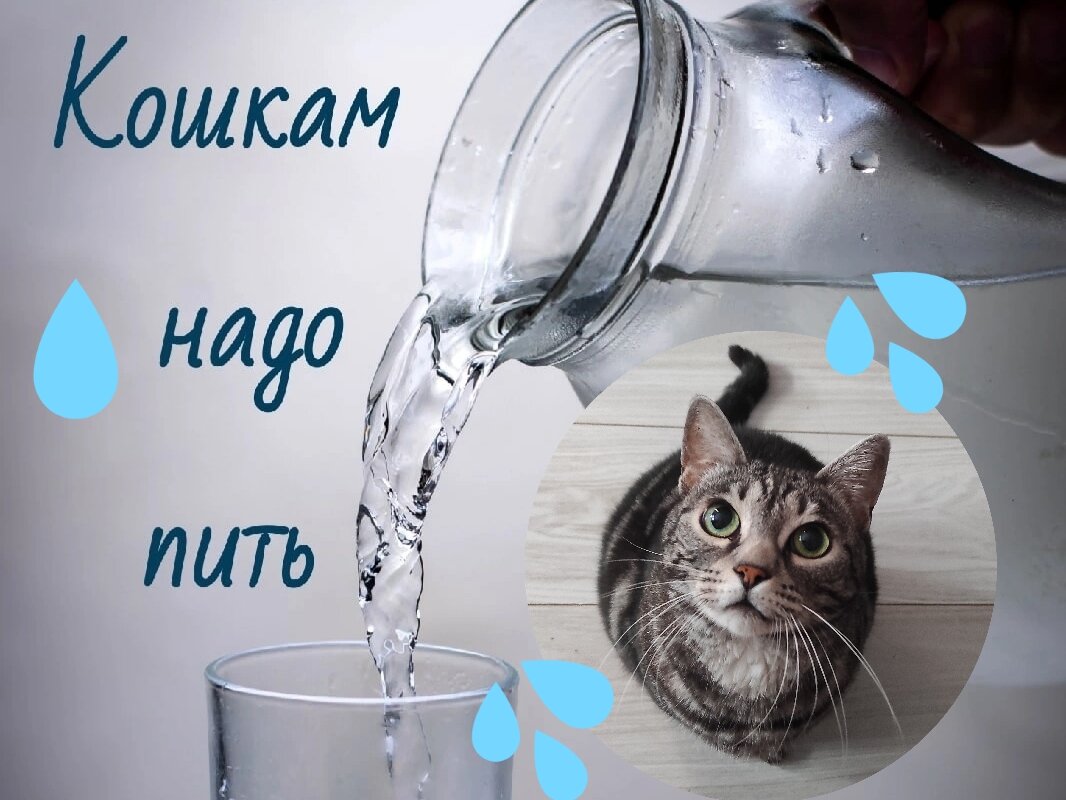 Учим кошек пить воду | КОТанутый доктор🐱 | Дзен