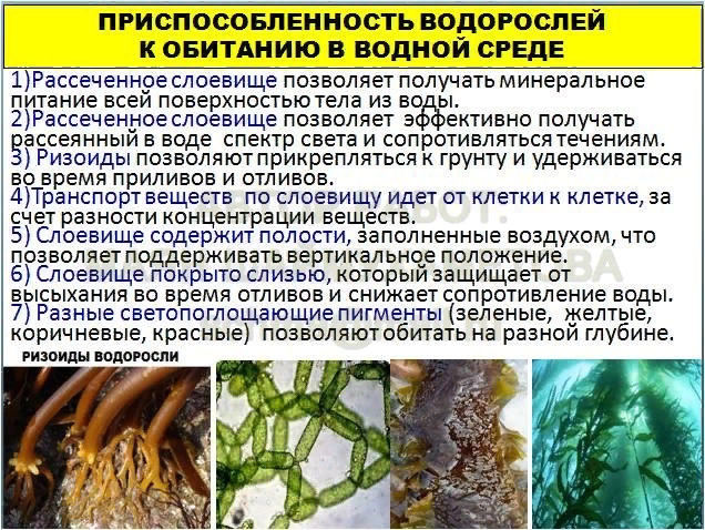 Занятие 10. Водоросли. | ЕГЭ химия и биология, психология | Дзен