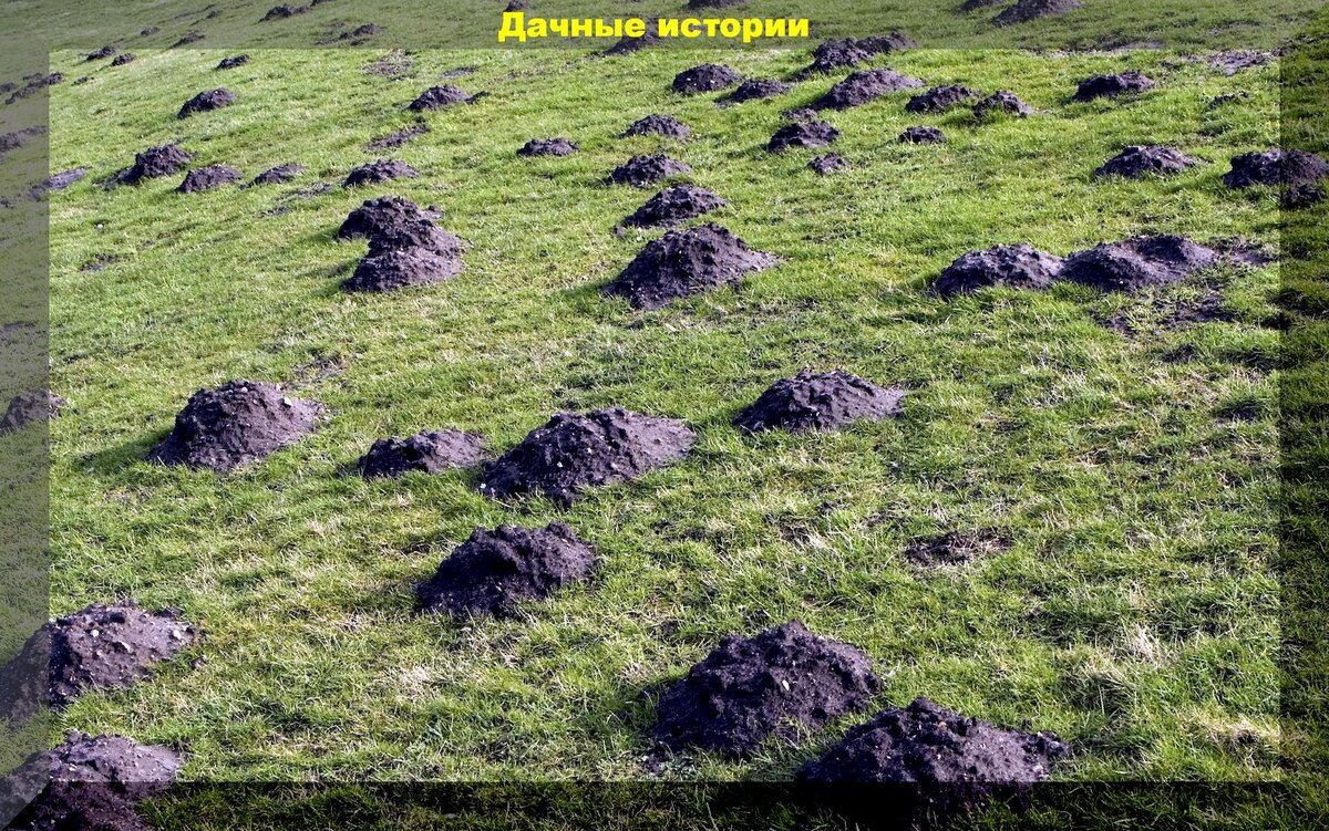 Кроты и кротовины. Что делать и чего не делать, чтобы их стало меньше ...