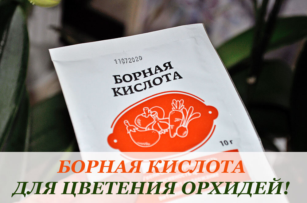 Борная кислота для цветения орхидеи! | Терра Дома | Дзен
